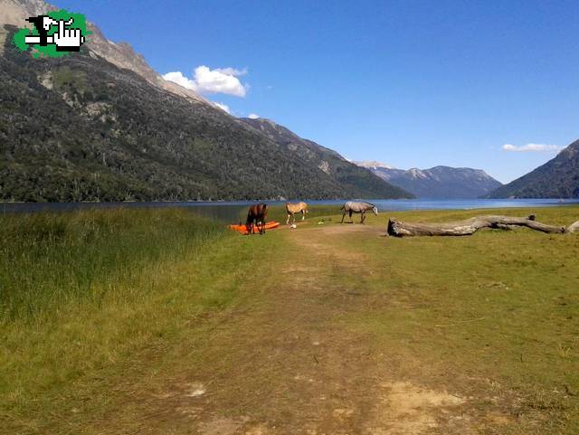 Pichi Traful a La Angostura Foto